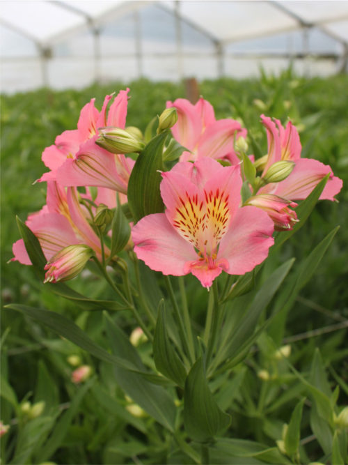 Dubai - Worldwide alstroemeria exporters