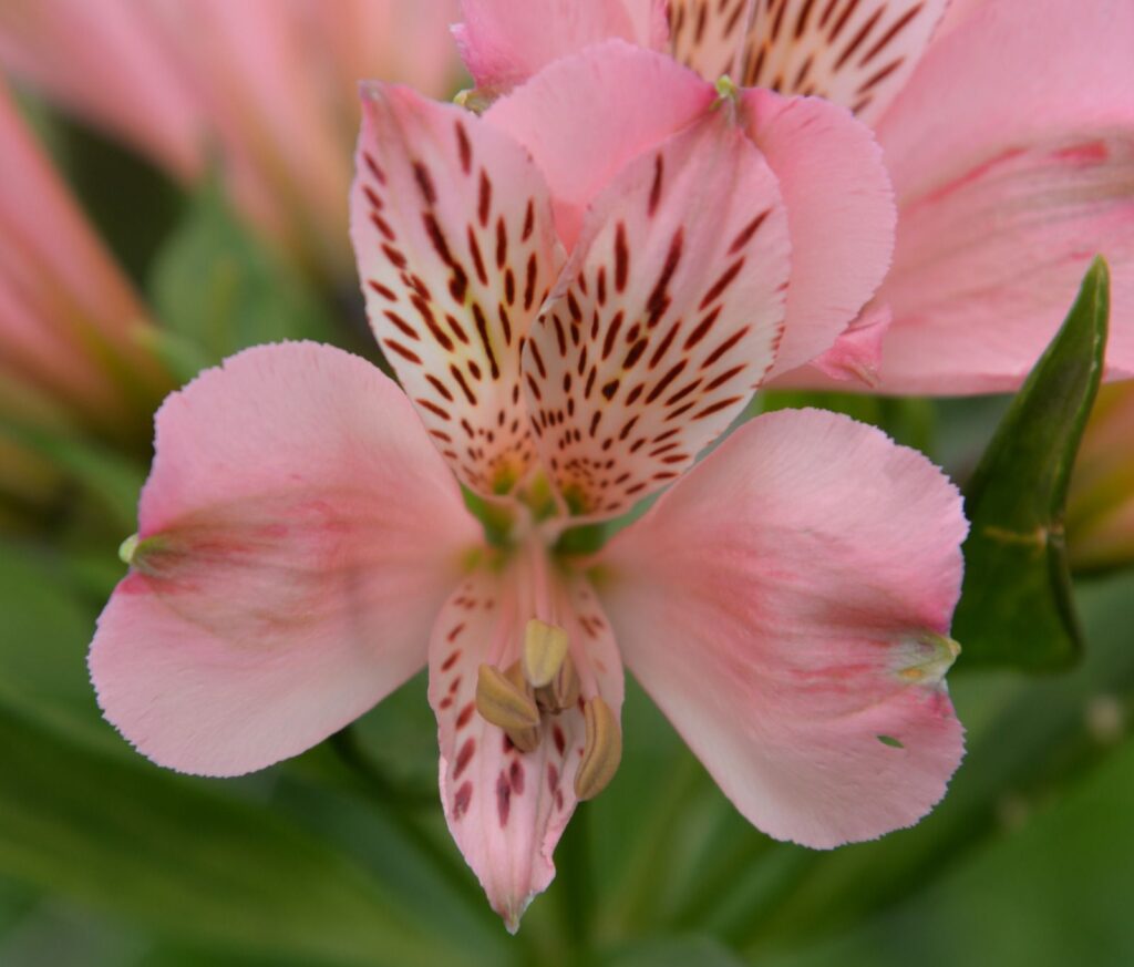 Eva - Worldwide alstroemeria exporters