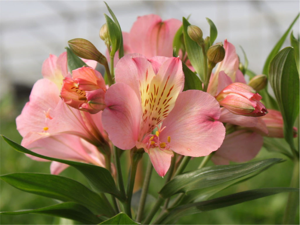 Fifi - Worldwide alstroemeria exporters