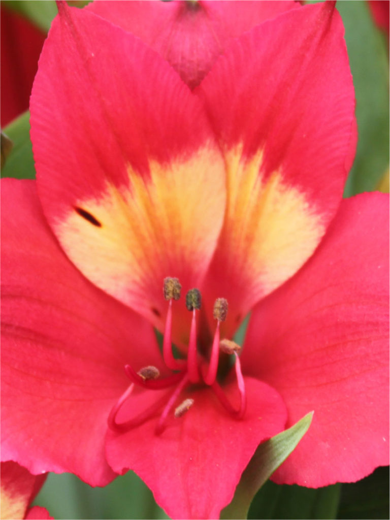 Varieties - Worldwide alstroemeria exporters