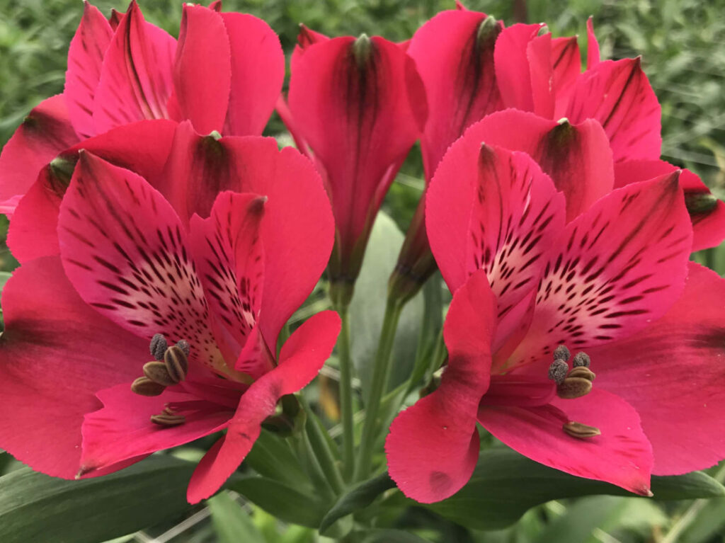 Melrose - Worldwide alstroemeria exporters
