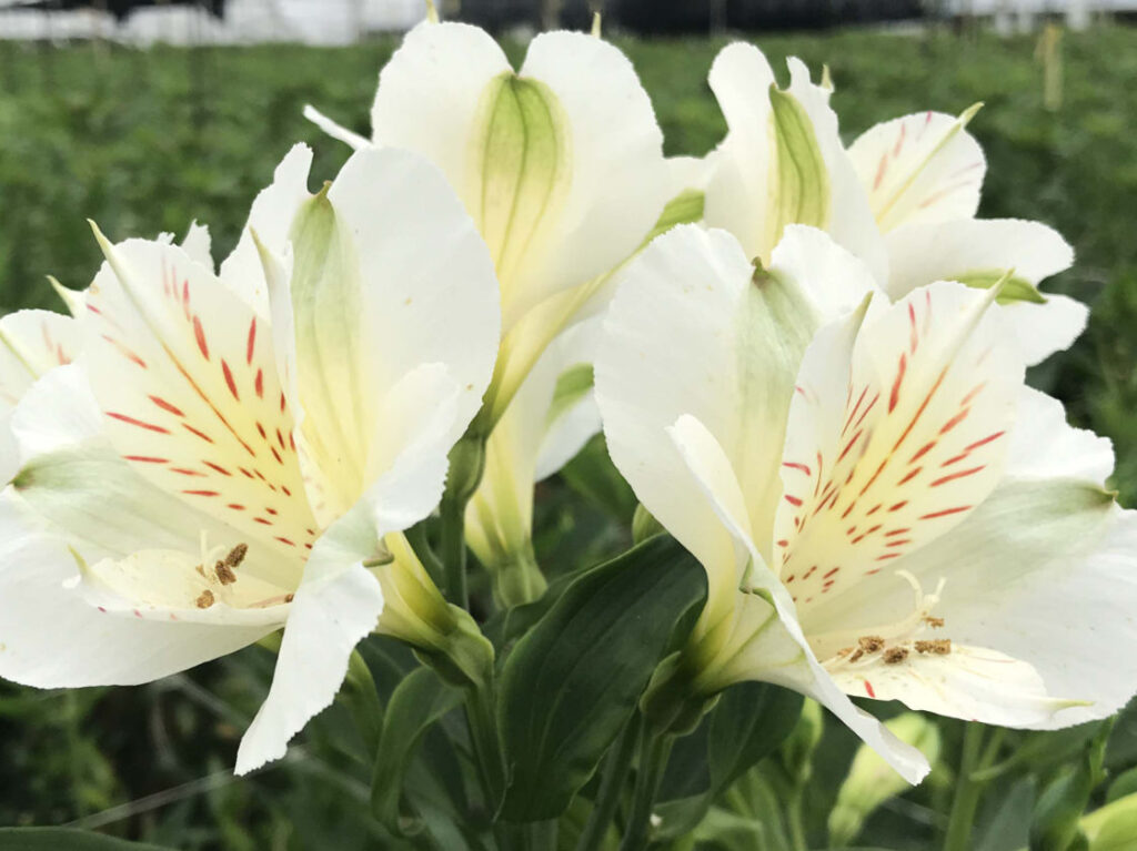 Mistral - Worldwide alstroemeria exporters