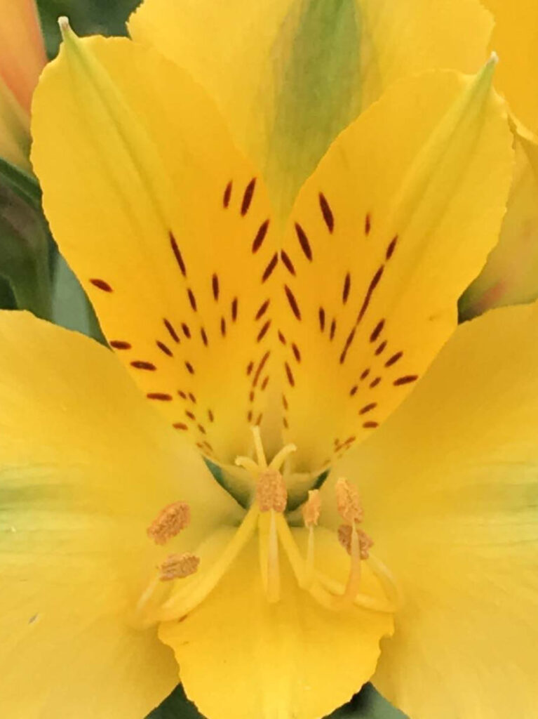 Sunny Lady - Worldwide alstroemeria exporters